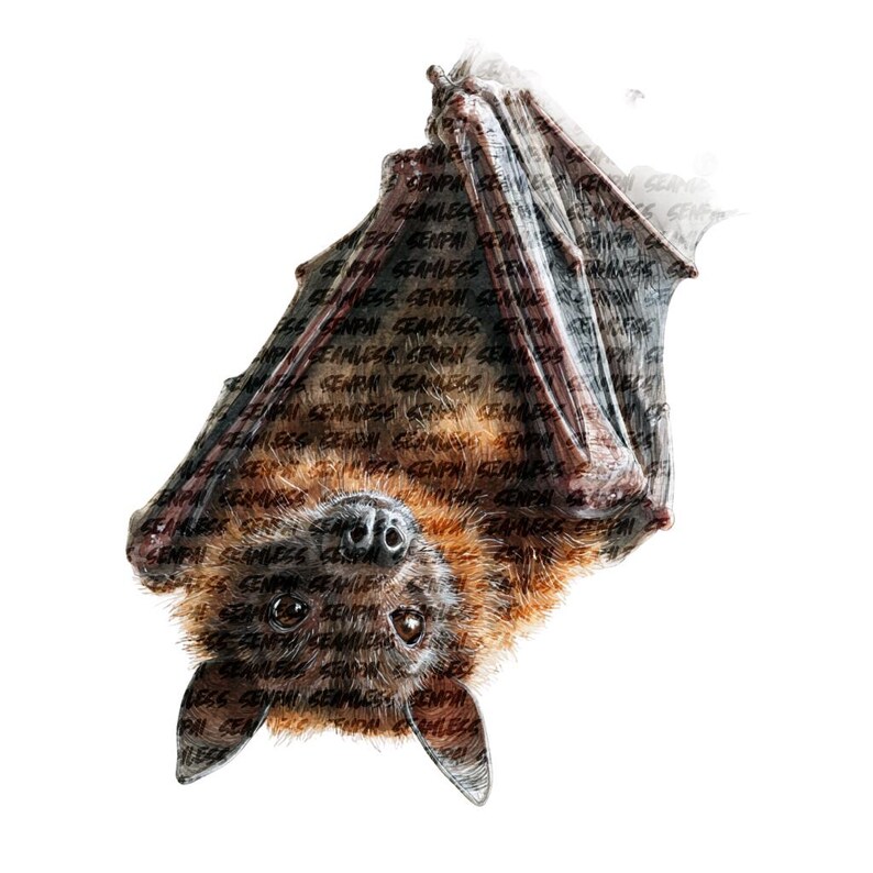 Vampire Bat Clipart Dracula Animal Form Watercolor Paper Craft PNG ...