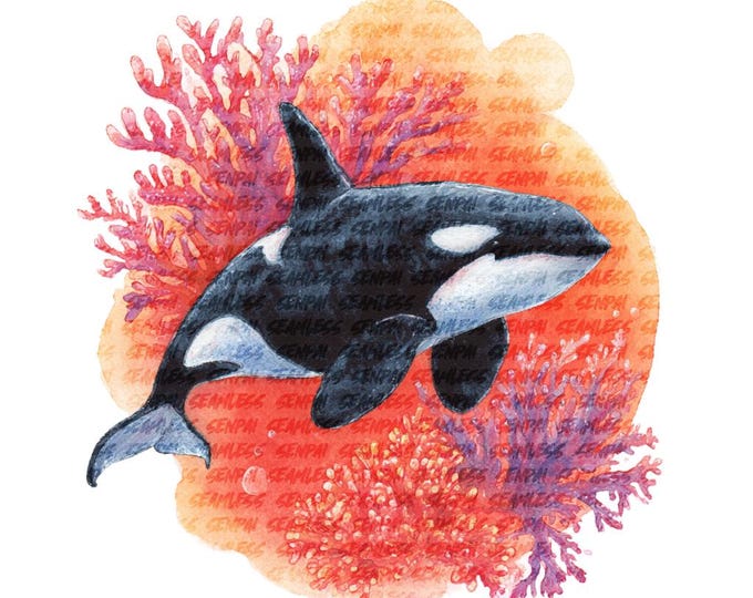 17 Ocean Whale Clipart Bundle, Watercolor Orca Images Illustrations ...