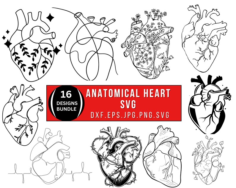 Anatomical Heart Svg / Png, Heart Svg Bundle, Human Heart Svg Jpg ...