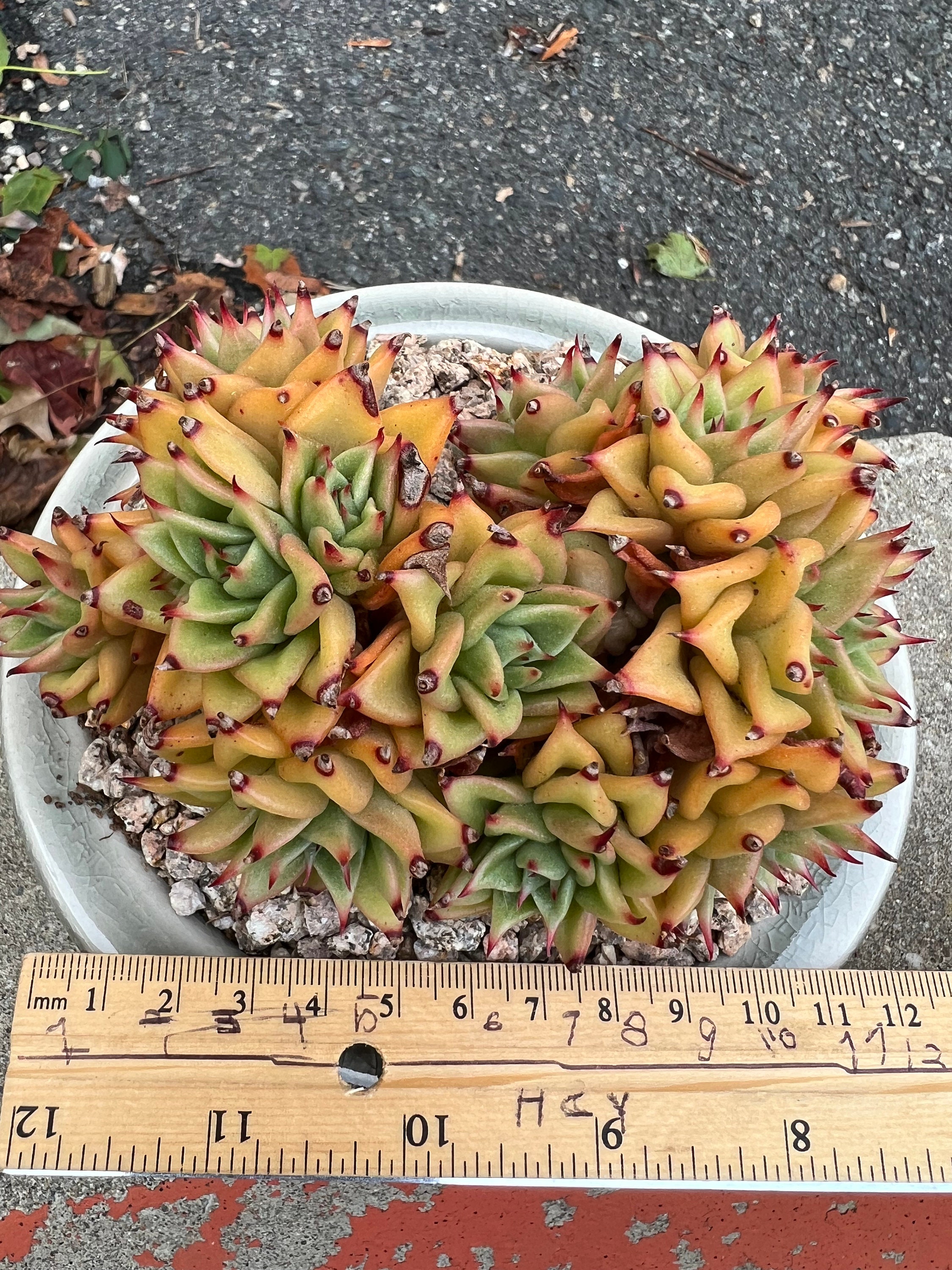 Echeveria Agavoidesmacabeana - Etsy