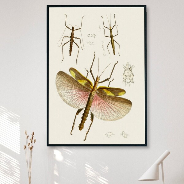 Stick Bug - Etsy