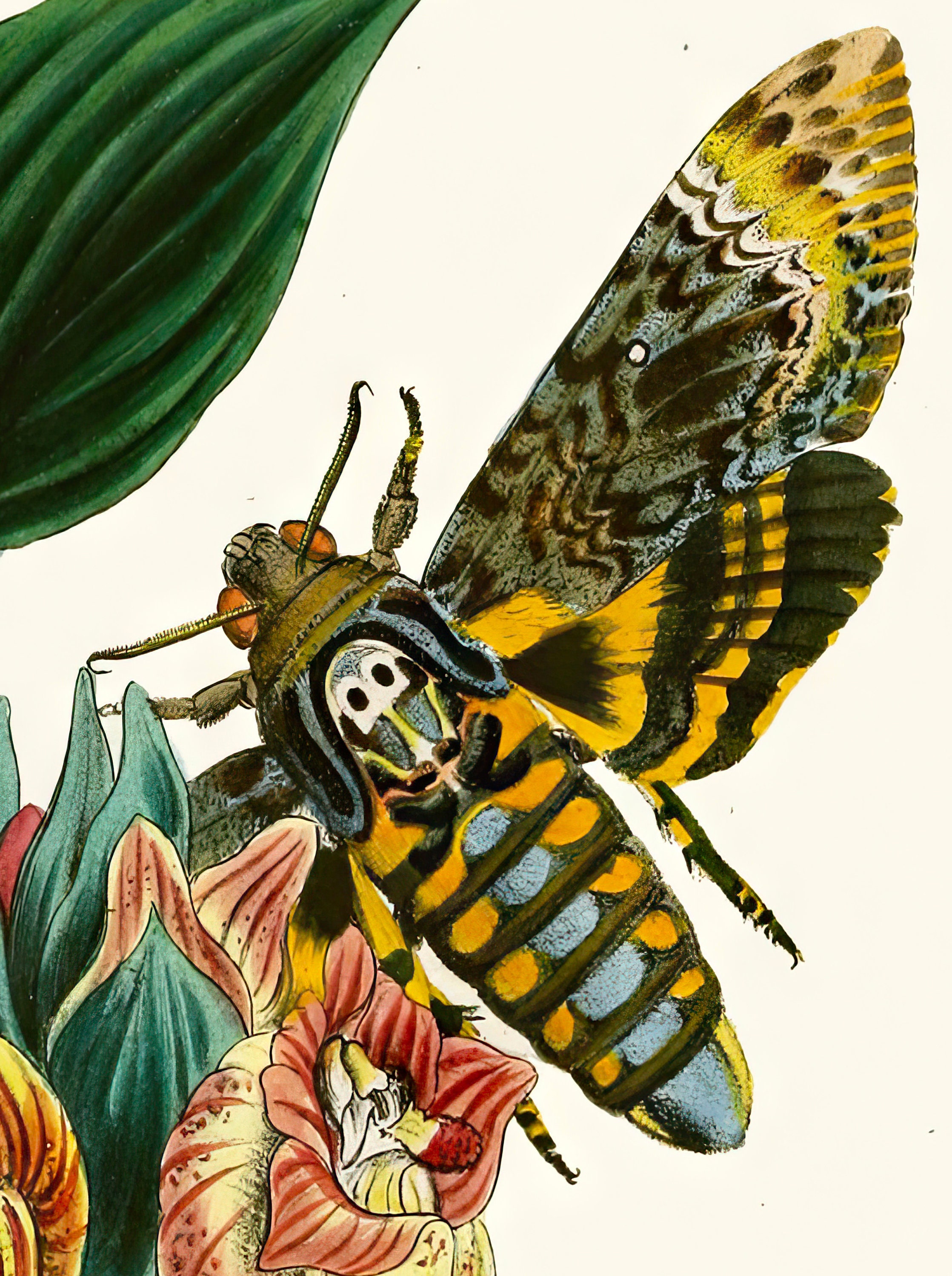 Hawk Moths | Digital Art Print | Insect Illustration | Vintage ...
