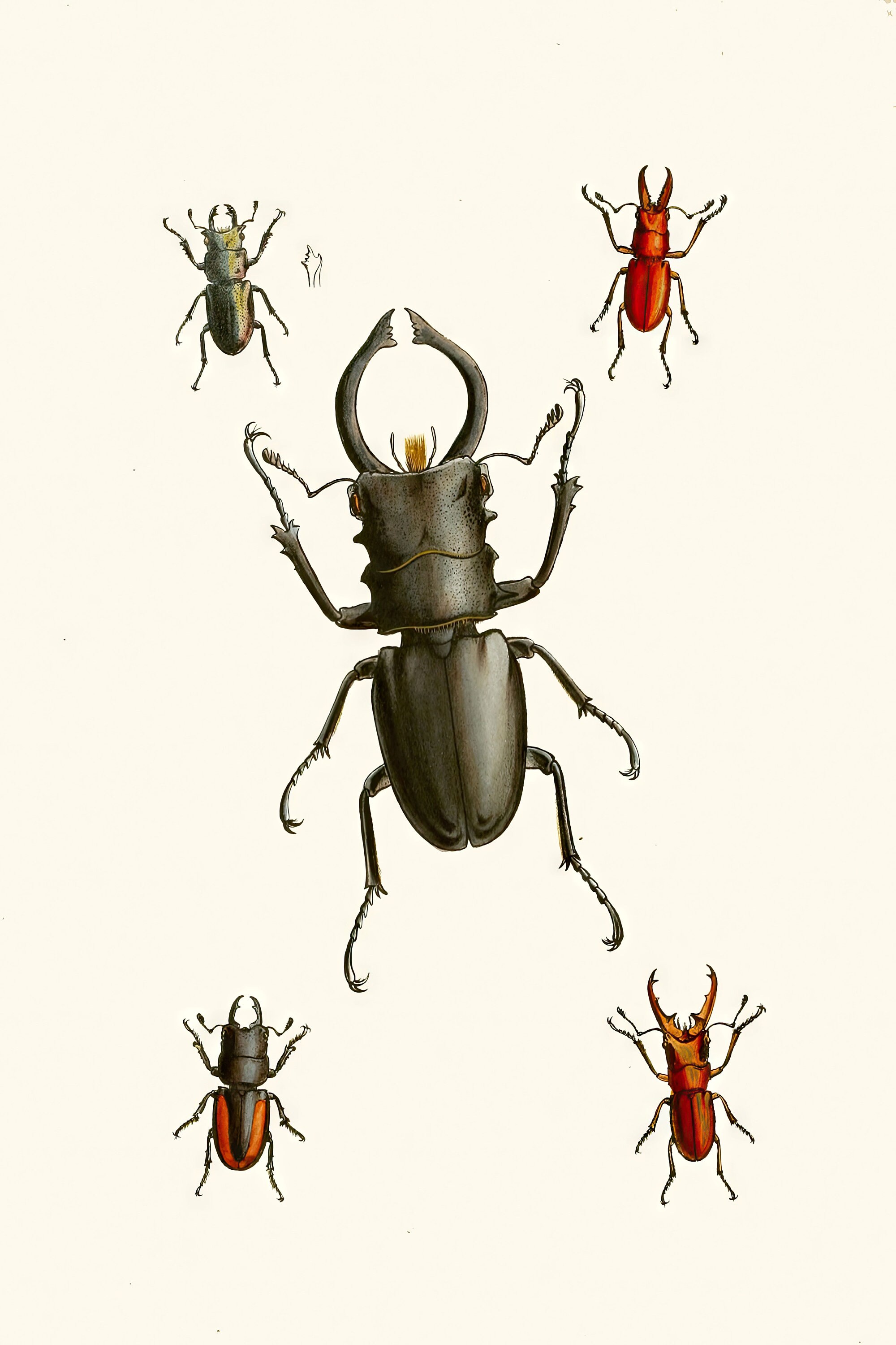 Stag Beetles | Digital Art Print | Insect Illustration | Vintage ...
