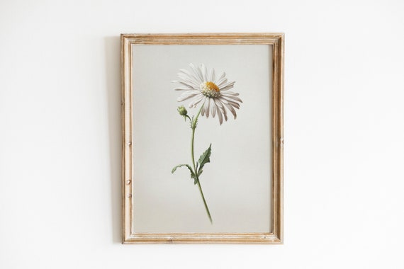 Single Daisy Flower Painting