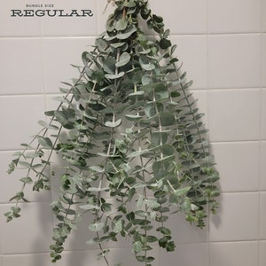 Fresh Eucalyptus Shower Bundle, Eucalyptus Shower Bundle, Indoor ...