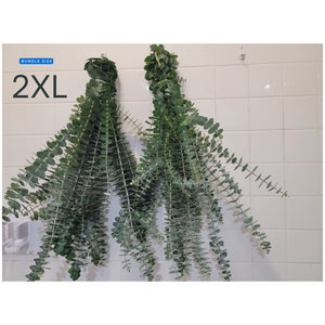 Fresh Eucalyptus Shower Bundle, Eucalyptus Shower Bundle, Indoor ...