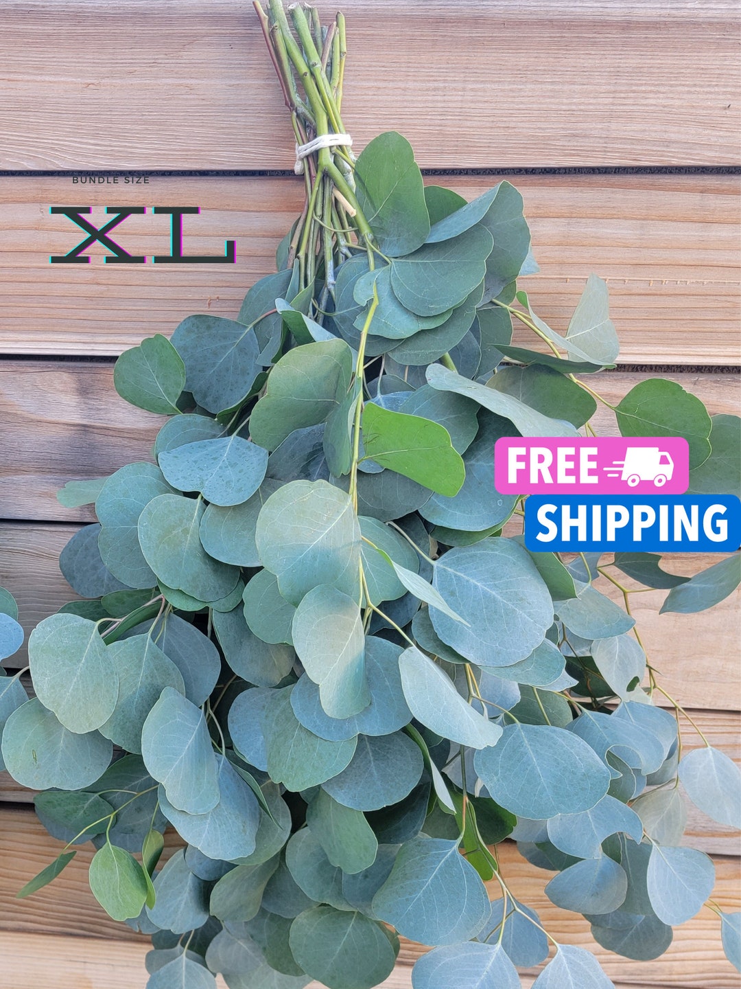 Fresh Silver Dollar Eucalyptus Bundle, Silver Dollar, Wedding ...