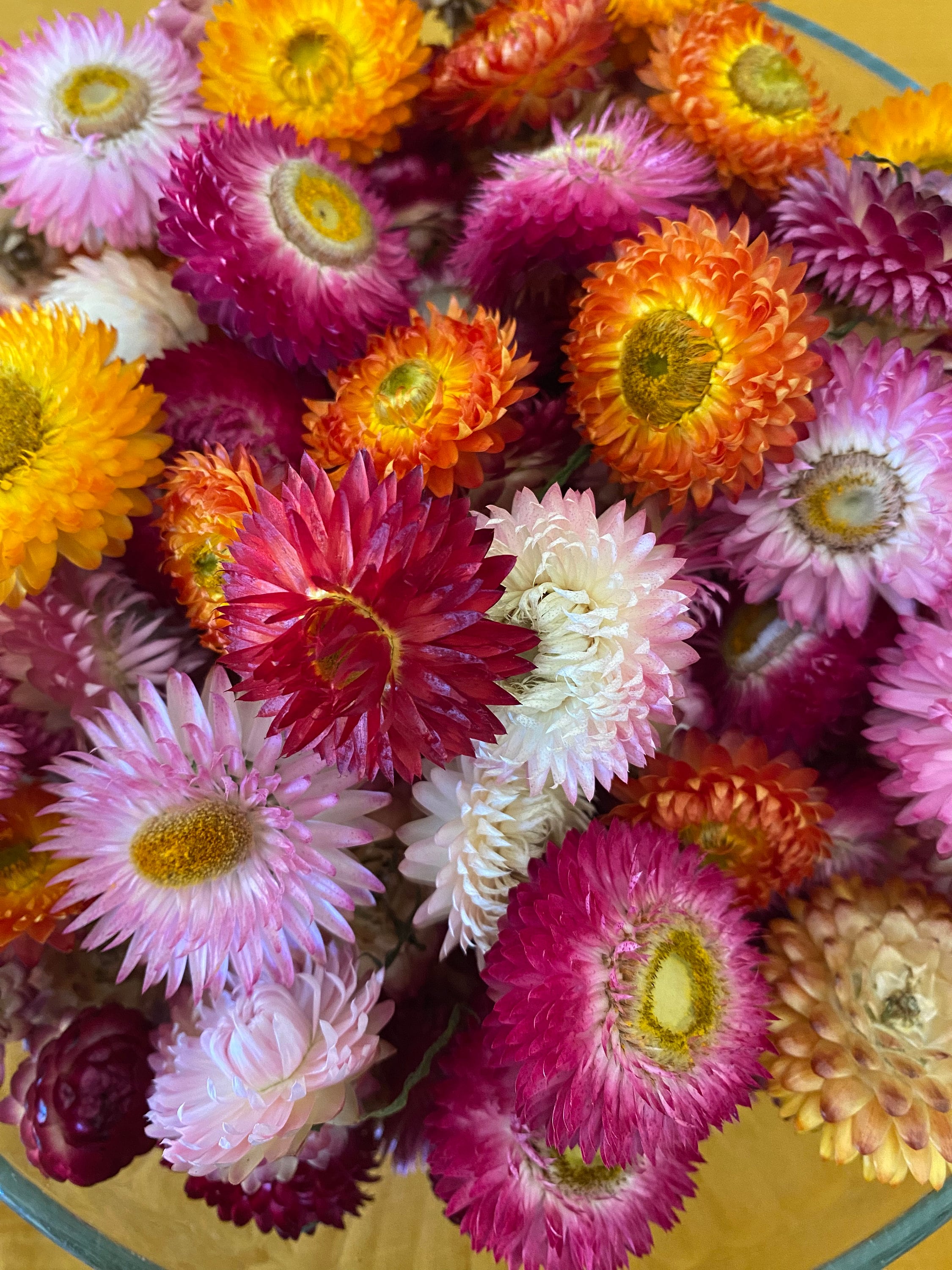 Dried Everlasting Daisies - Multi Colour - Etsy Australia