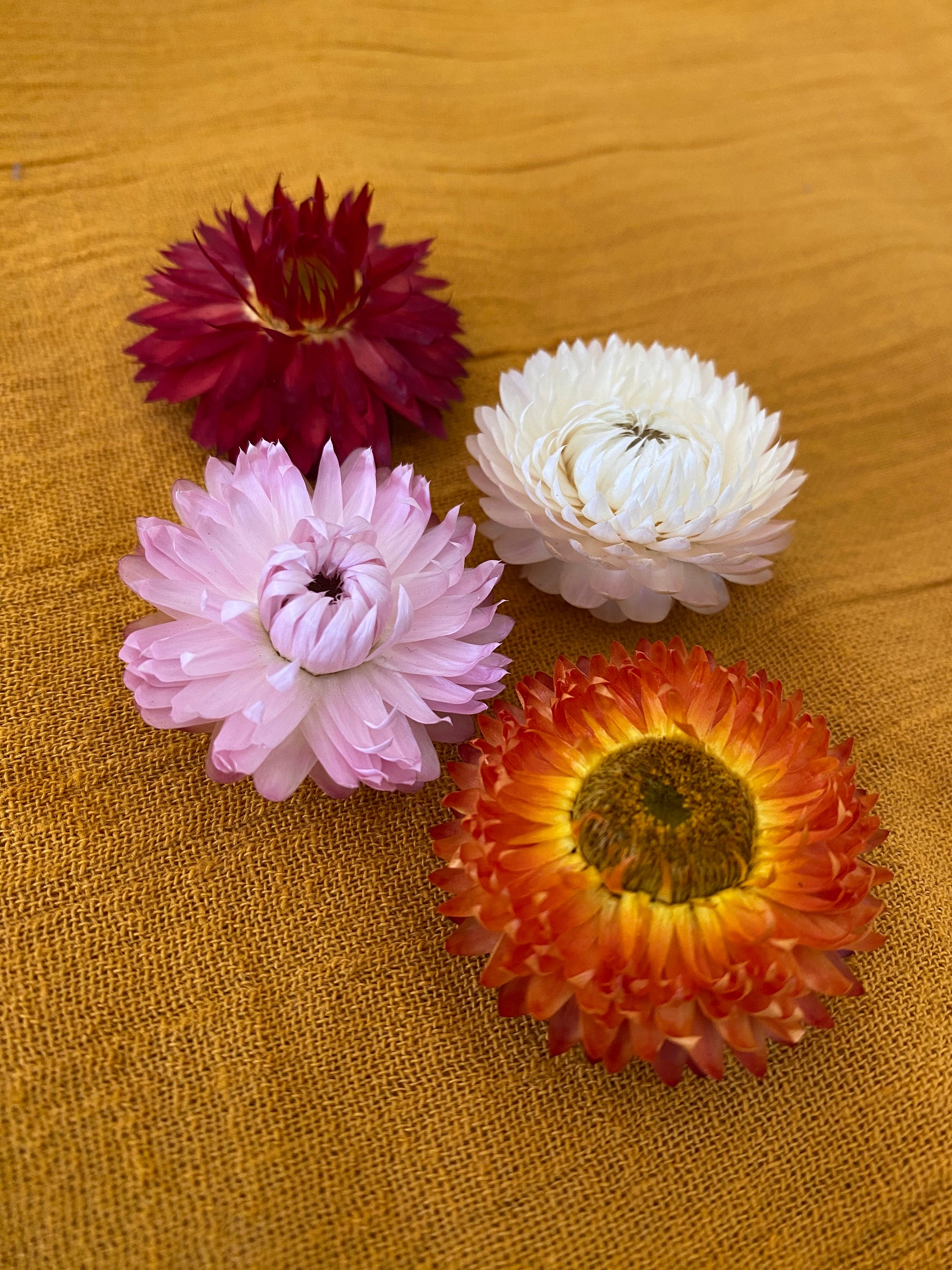 Dried Everlasting Daisies - Multi Colour - Etsy Australia