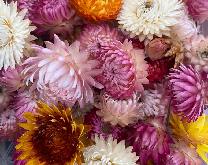 Dried Everlasting Daisies - Etsy