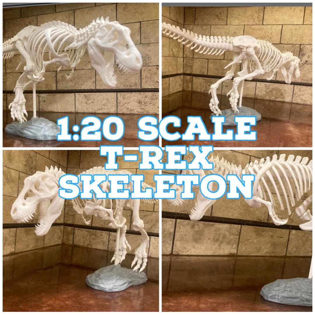 T-rex Skeleton 1:20 Anatomically Accurate - Etsy