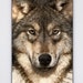 Wolf Hand Drawn Art Print, Printable Wolf Art, Wolf Print Digital ...