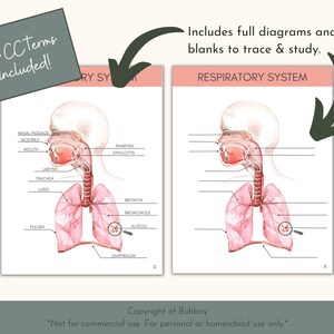 Anatomy Workbook for CC Challenge A Research Strand Science - Etsy