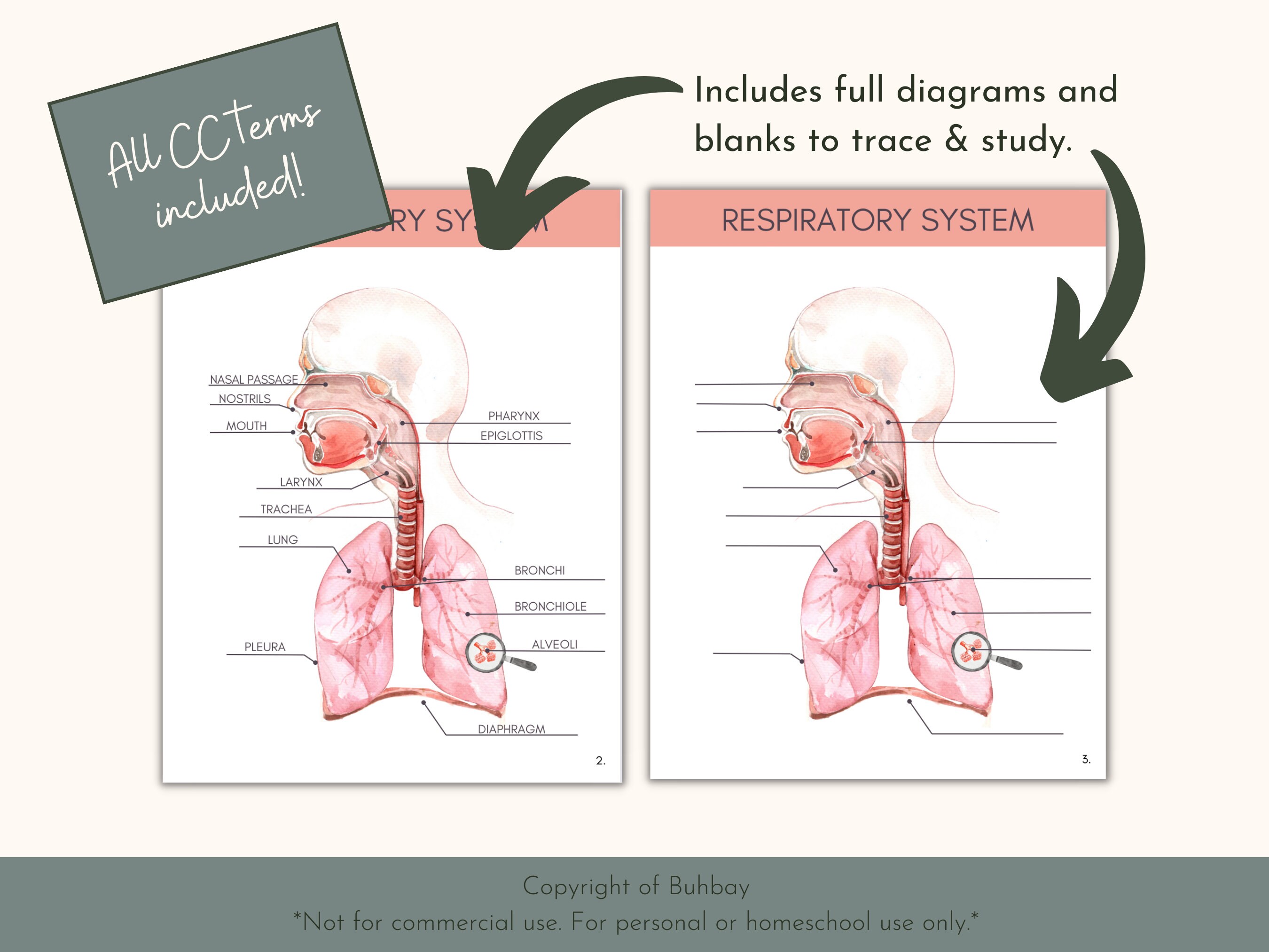 Anatomy Workbook for CC Challenge A Research Strand Science - Etsy