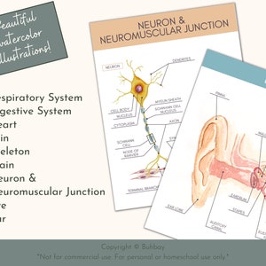 Anatomy Workbook for CC Challenge A Research Strand Science - Etsy