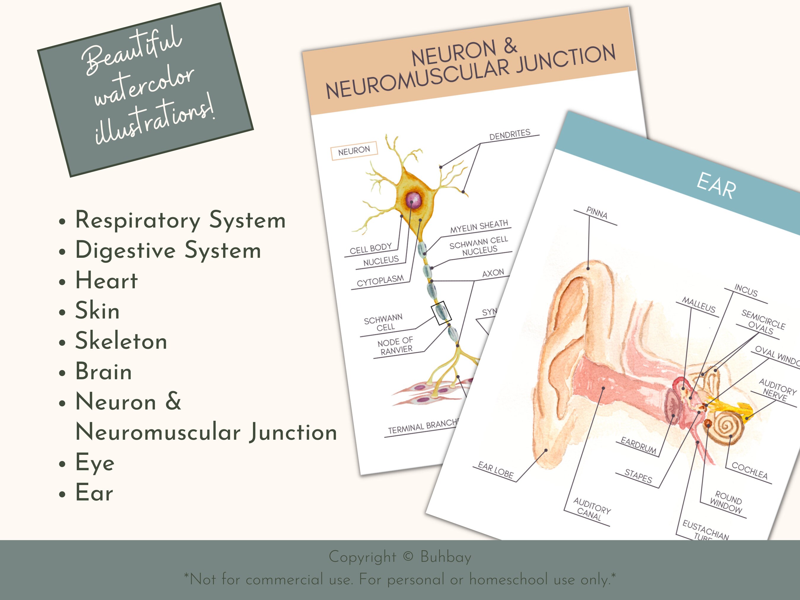 Anatomy Workbook for CC Challenge A Research Strand Science - Etsy