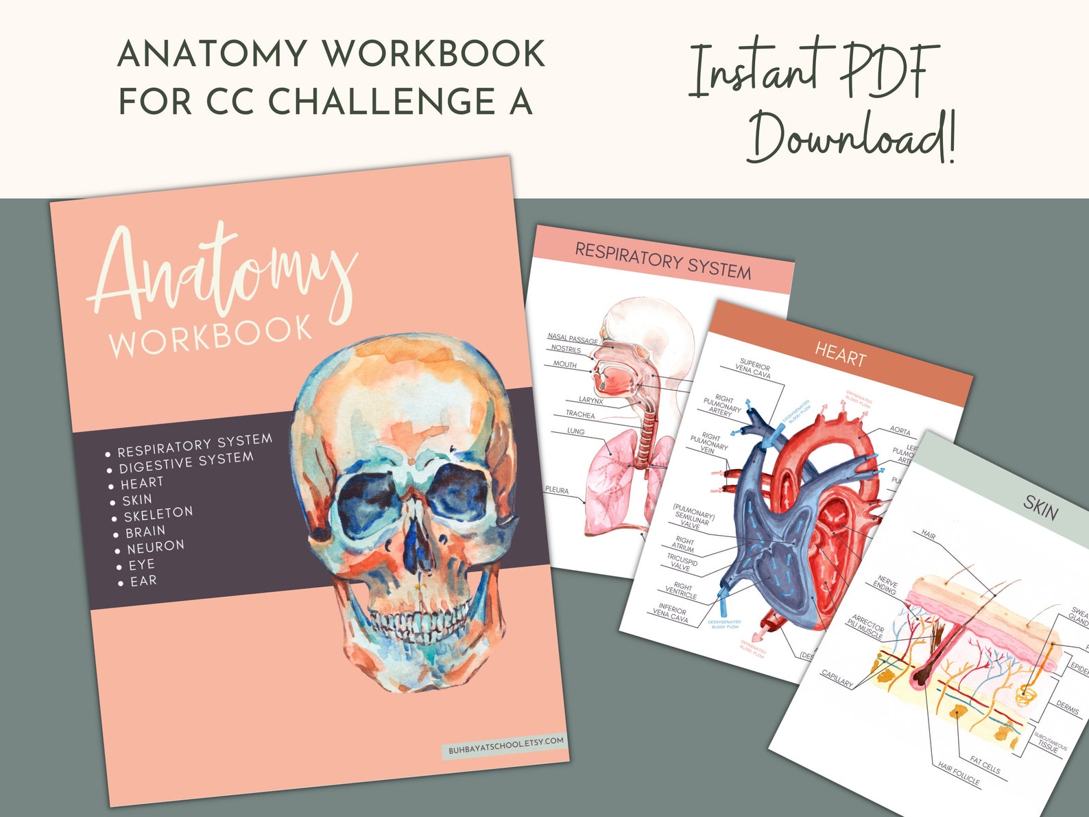Anatomy Workbook for CC Challenge A Research Strand Science - Etsy