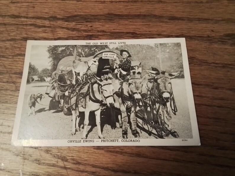 Orville Ewing of Pritchett, Colorado Postcard. the Old West Still Lives ...