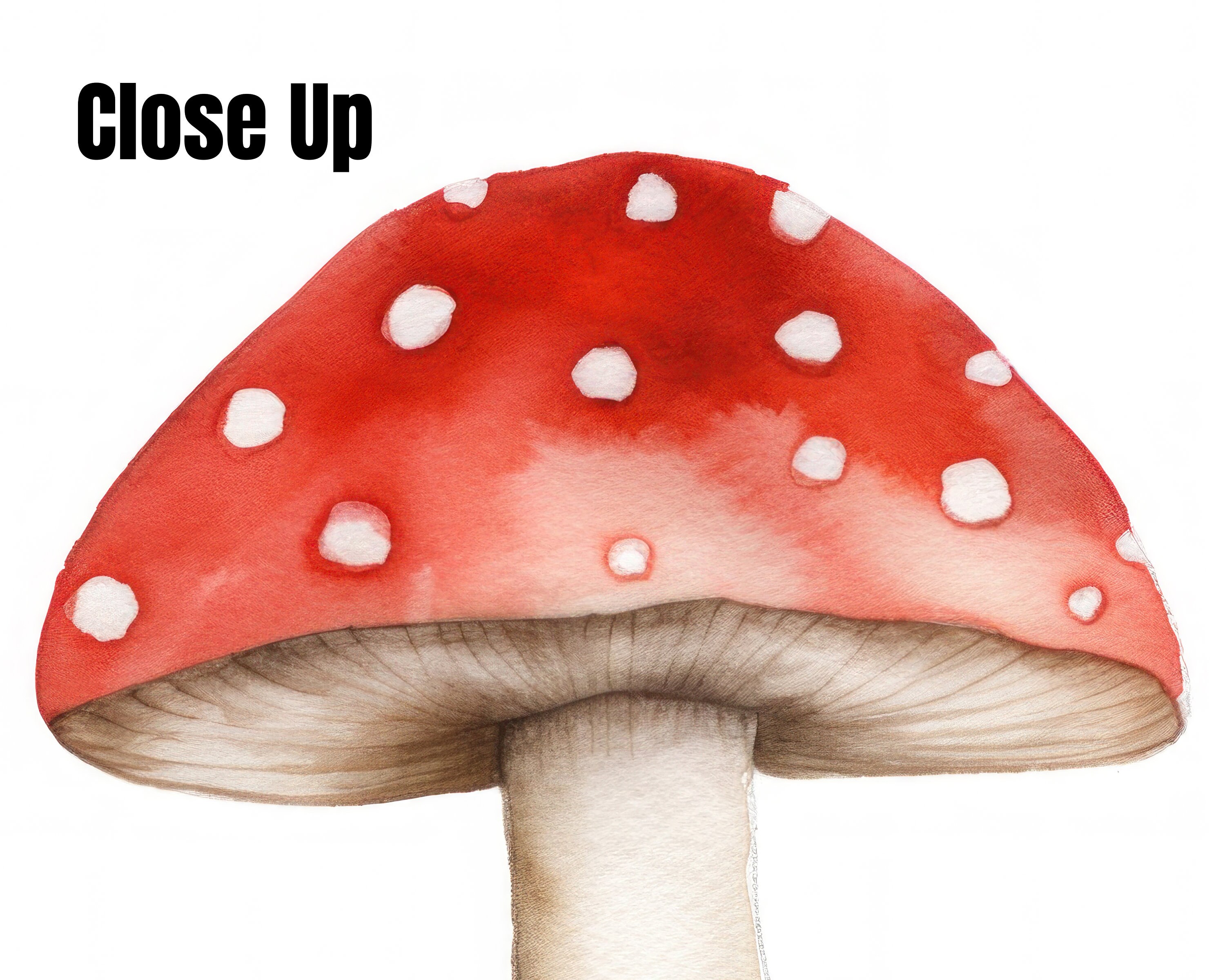 Red Toadstool Mushroom Watercolor Digital Download, Printable Wall Art ...