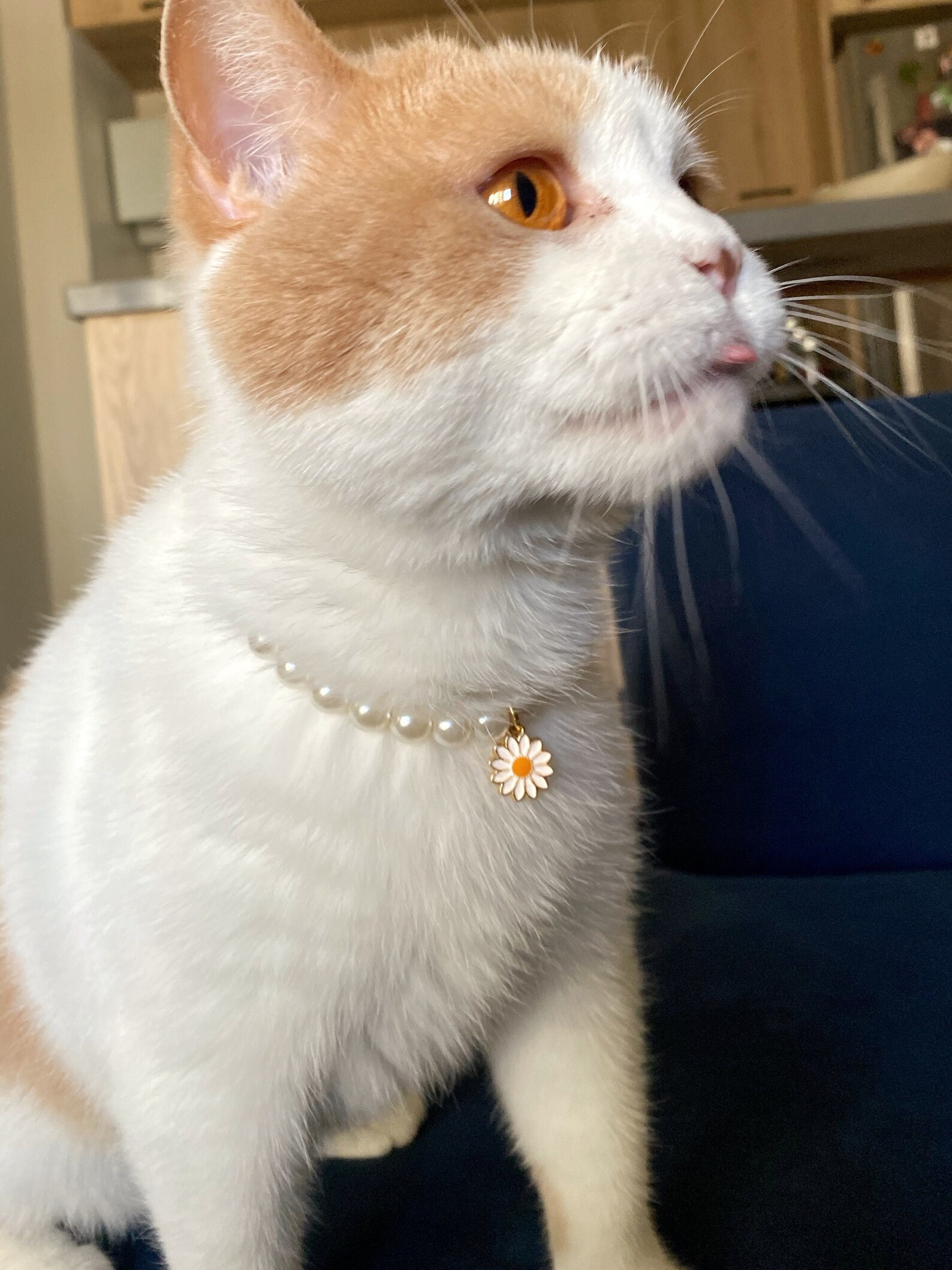 Personalized Cat Collar Necklace Daisy Flower Charm Bling Pearl Beaded ...