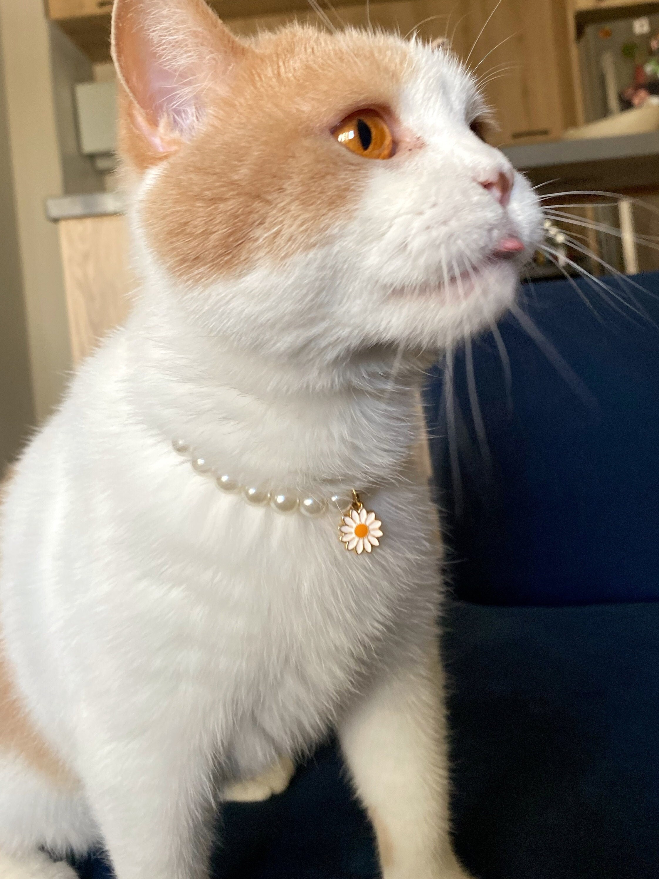 Personalized Cat Collar Necklace Daisy Flower Charm Bling Pearl Beaded ...
