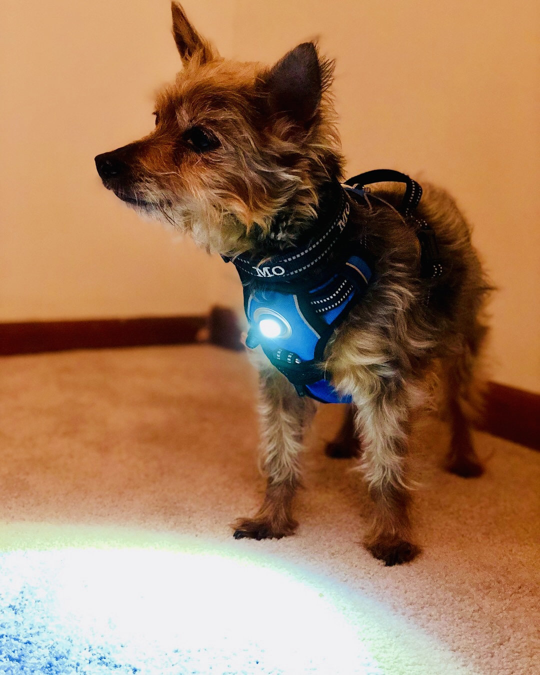 Embroidered Reflective LED Dog Harness Comfortable, Stylish, Light ...