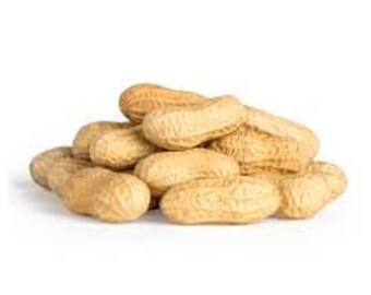 Jumbo Virginia Peanut Seed Extra-large Peanut - Etsy