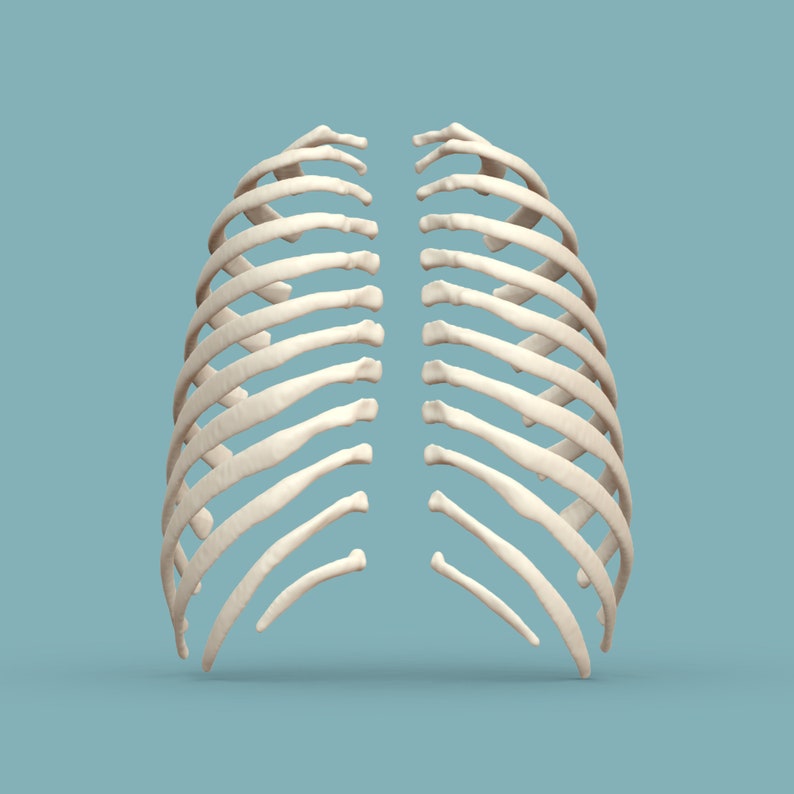 3D Printable Ribs Actual Size - Etsy
