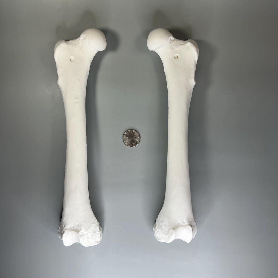 Bear Femur, Left or Right, 3D Printed Anatomical Model - Etsy