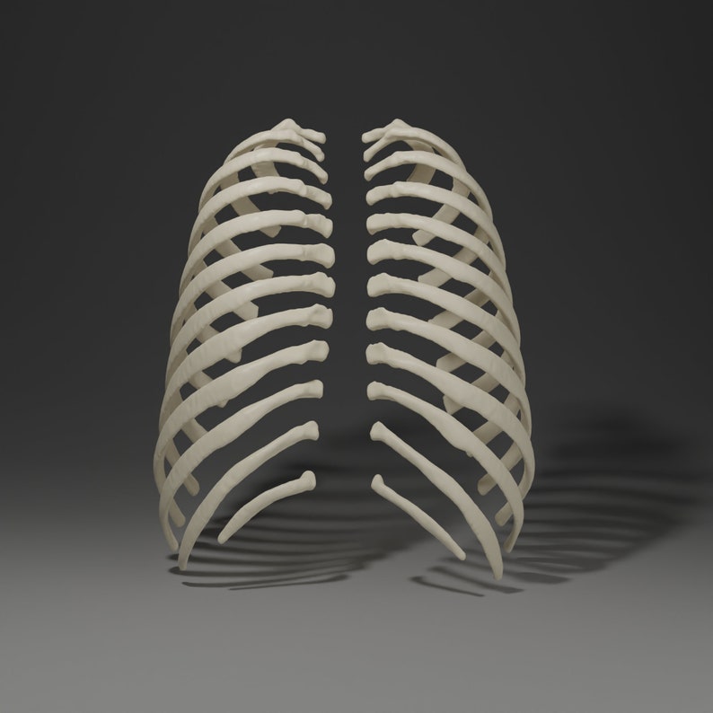 3D Printable Ribs Actual Size - Etsy
