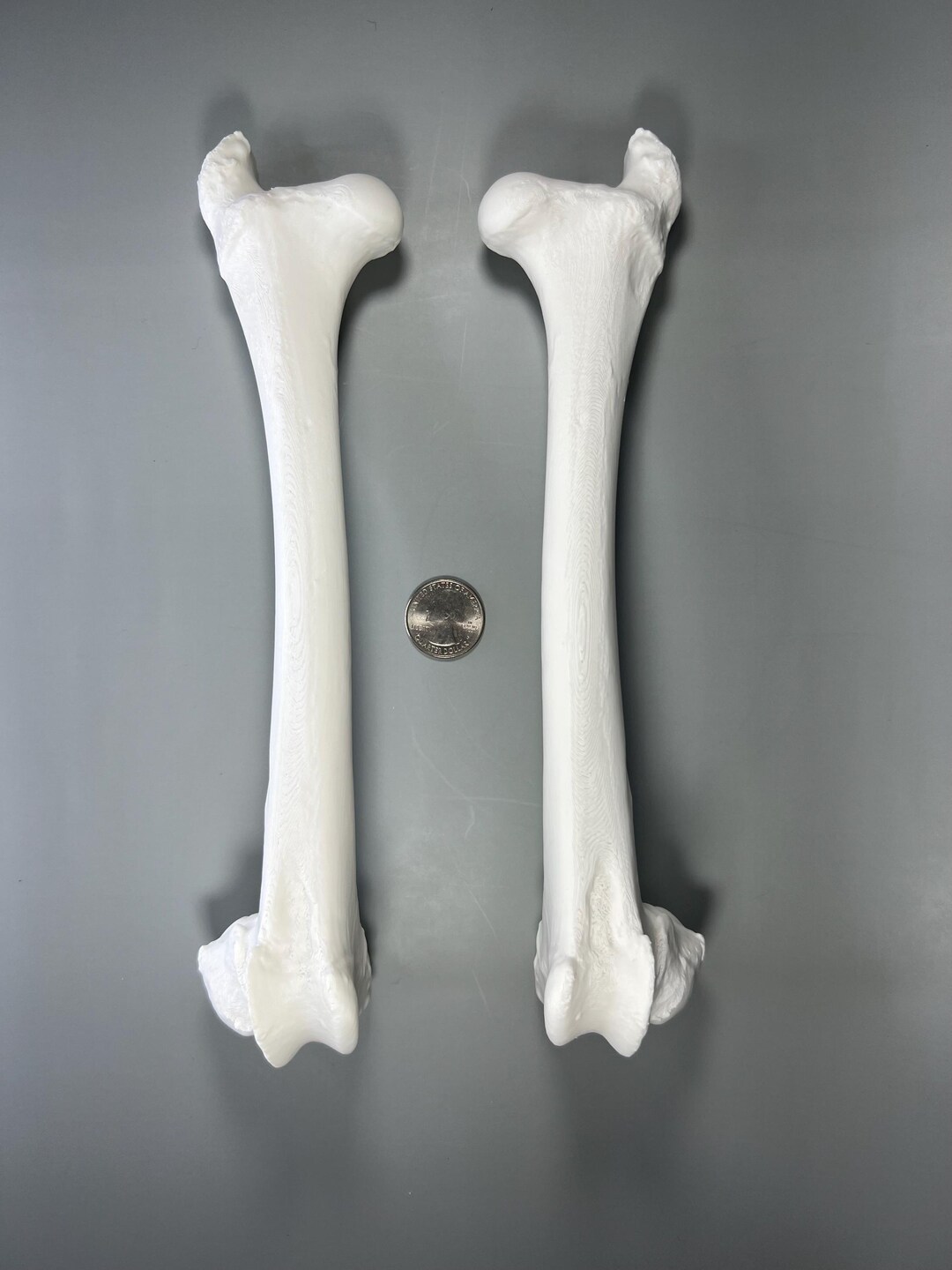 Deer Femur, Left or Right, 3D Printed Anatomical Model, Life Size - Etsy
