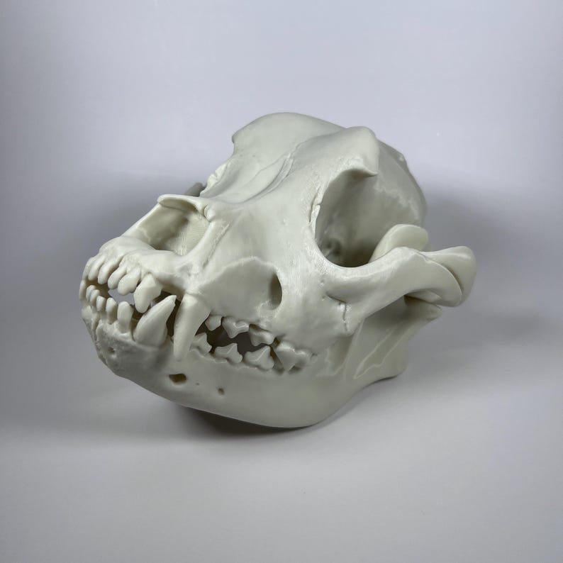 American Bulldog Skull, Life Size Anatomical Veterinary Model 3D Print ...