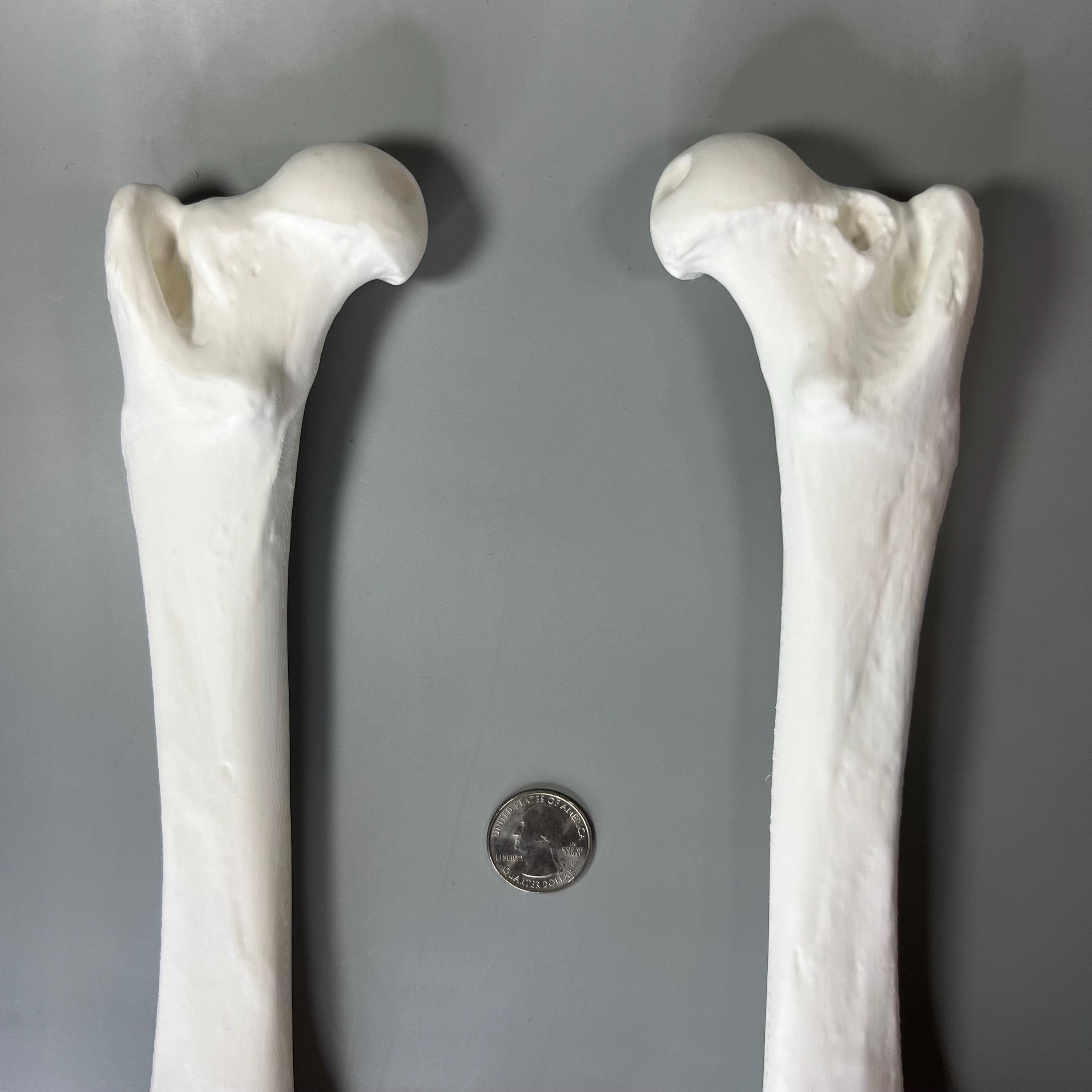 Bear Femur, Left or Right, 3D Printed Anatomical Model - Etsy