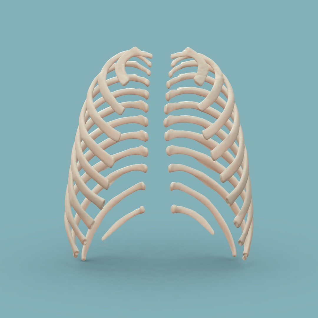 3D Printable Ribs Actual Size - Etsy