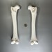 Bear Femur, Left or Right, 3D Printed Anatomical Model - Etsy
