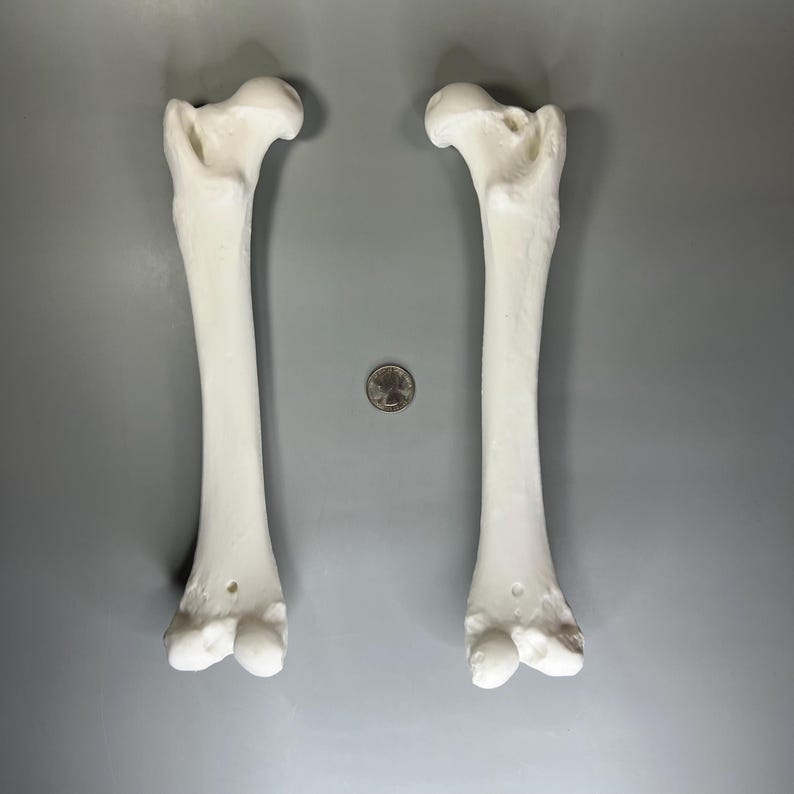 Bear Femur, Left or Right, 3D Printed Anatomical Model - Etsy