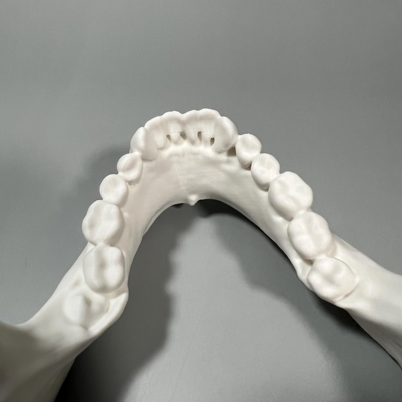 Human Maxilla and Mandible 3D Printed, Life Size Anatomical Model - Etsy
