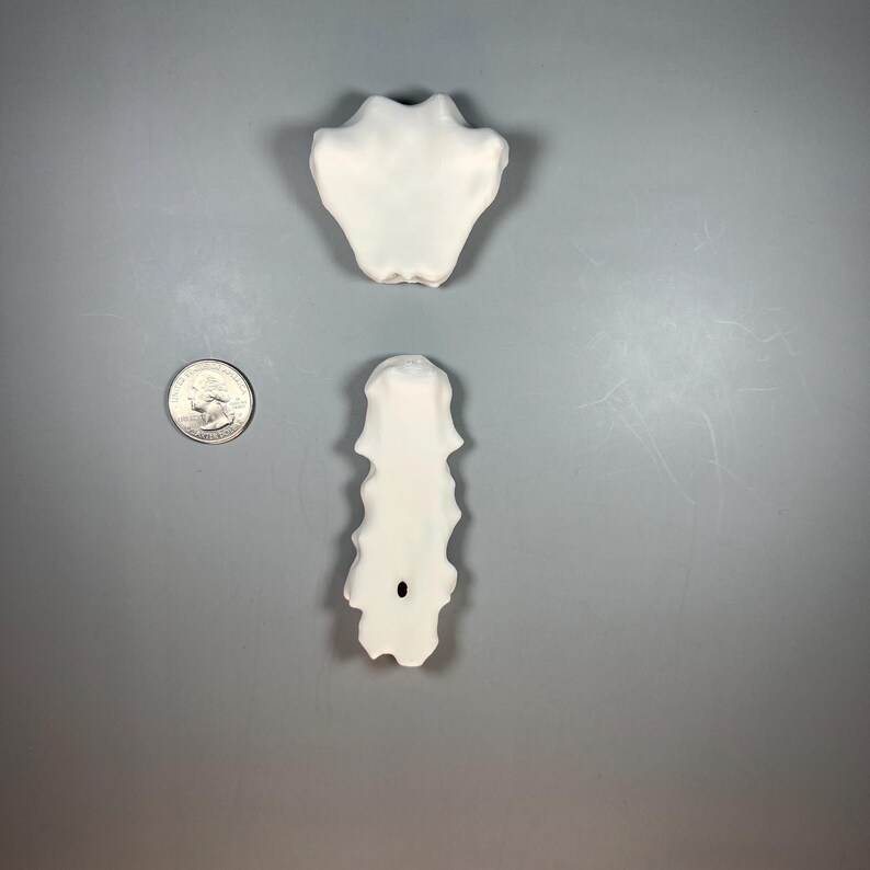 Sternum 3D Print, Female, Anatomical Model - Etsy