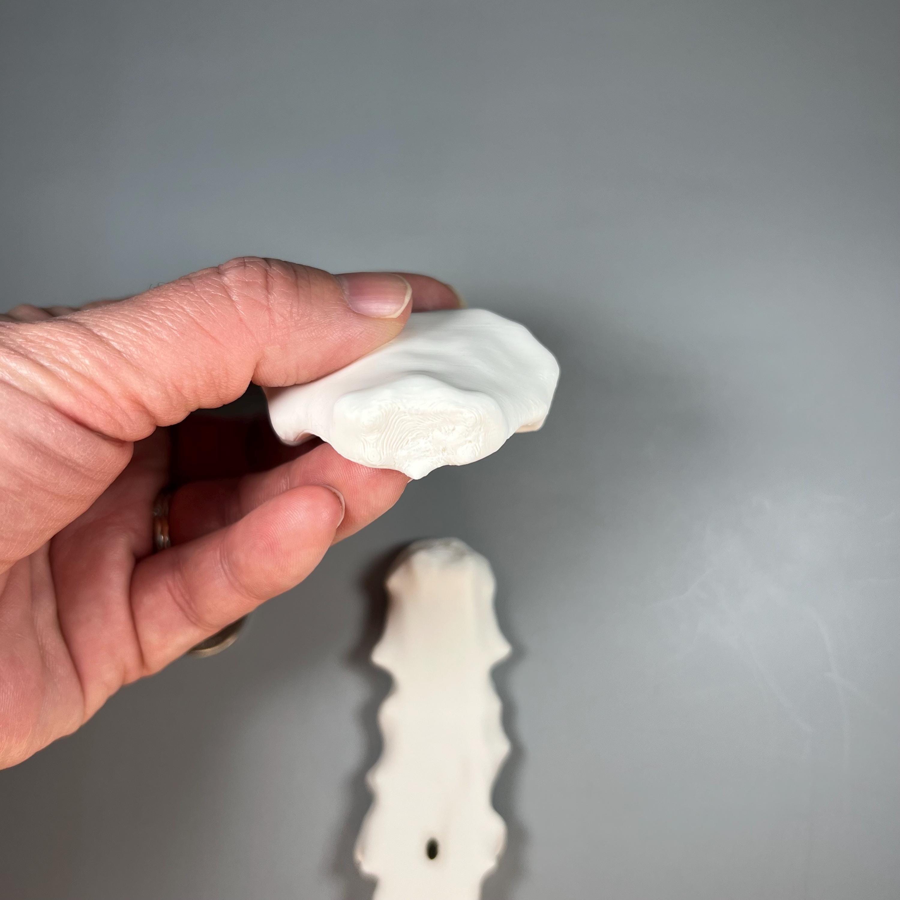 Sternum 3D Print, Female, Anatomical Model - Etsy