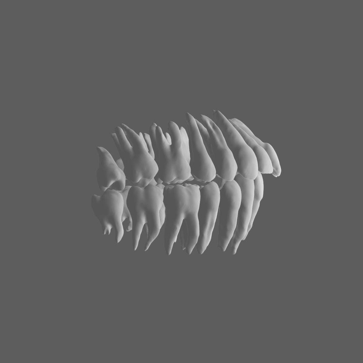 3D Printable Human Teeth Stls From CT Scan - Etsy