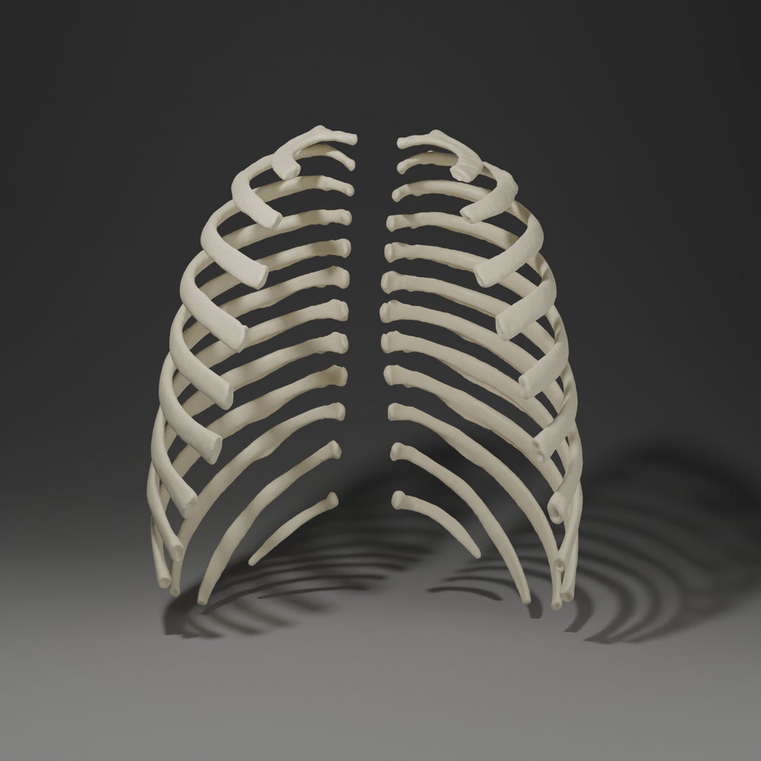 3D Printable Ribs Actual Size - Etsy