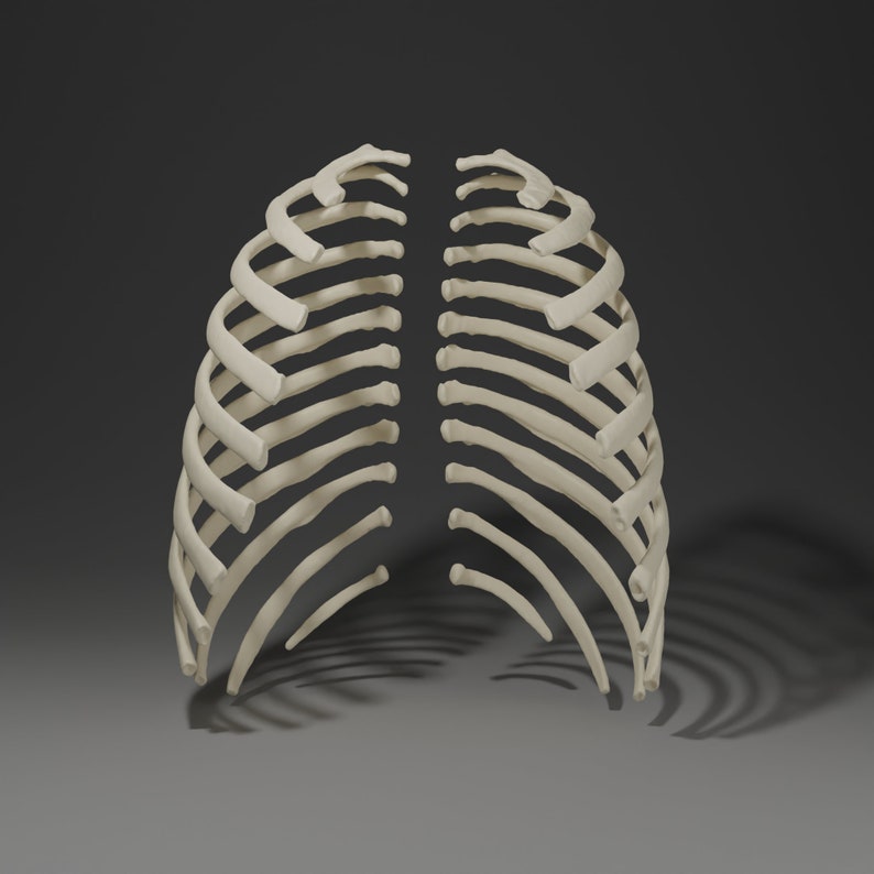 3D Printable Ribs Actual Size - Etsy