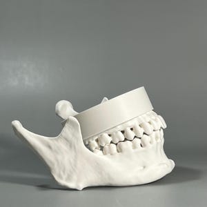 Human Maxilla and Mandible 3D Printed, Life Size Anatomical Model - Etsy