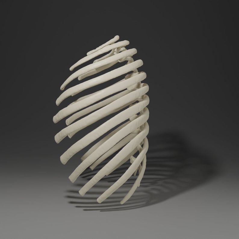 3D Printable Ribs Actual Size - Etsy