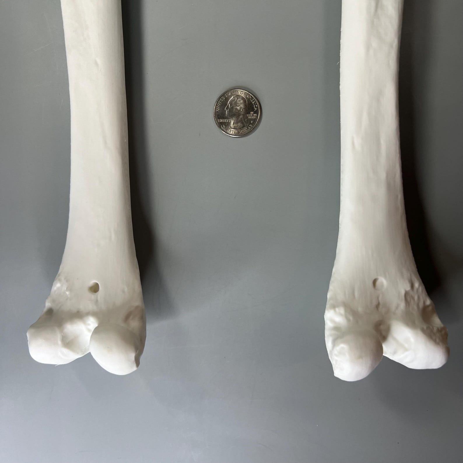 Bear Femur, Left or Right, 3D Printed Anatomical Model - Etsy