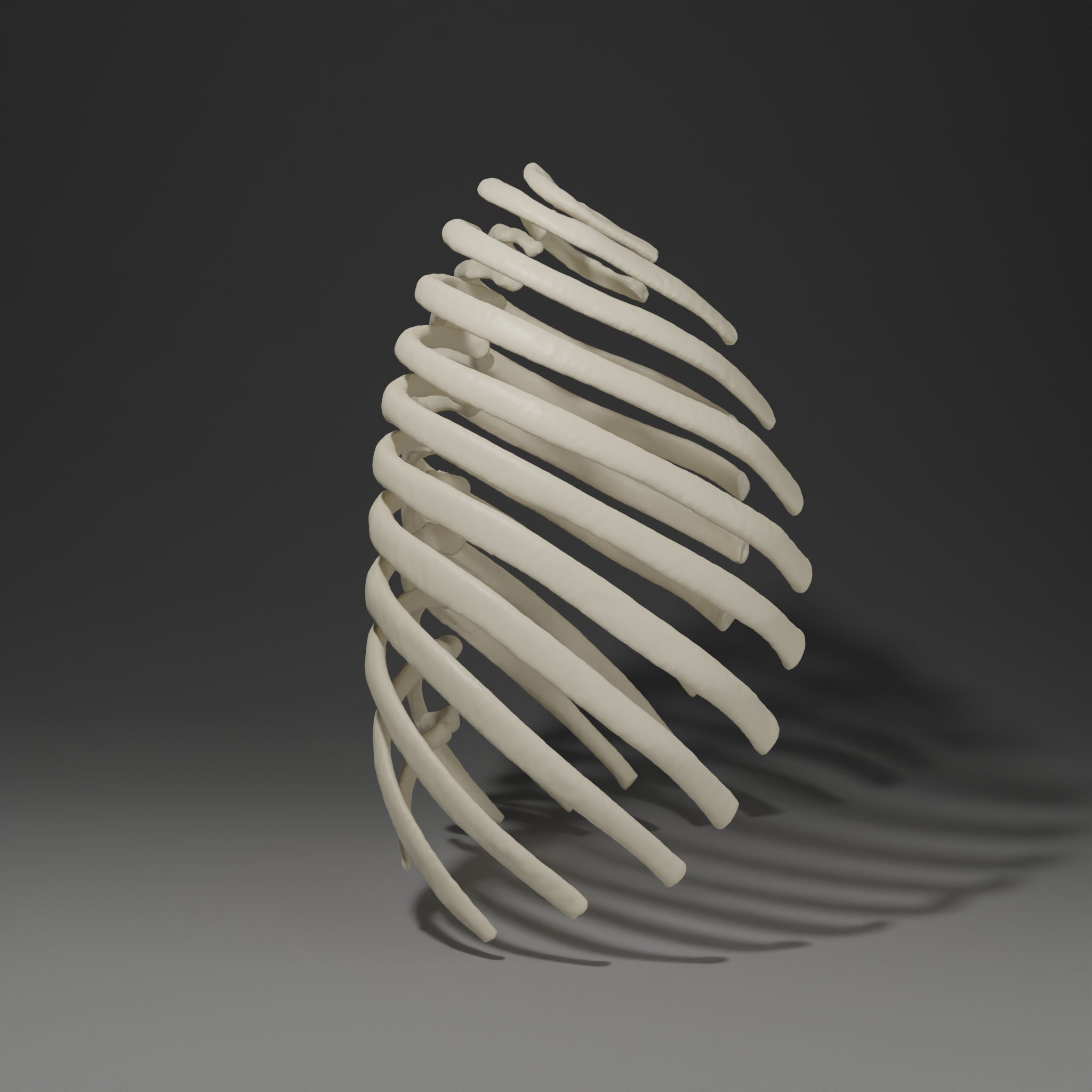 3D Printable Ribs Actual Size - Etsy