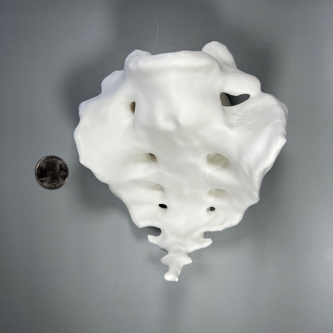 Sacrum Variant, Life Size Anatomical 3D Print - Etsy