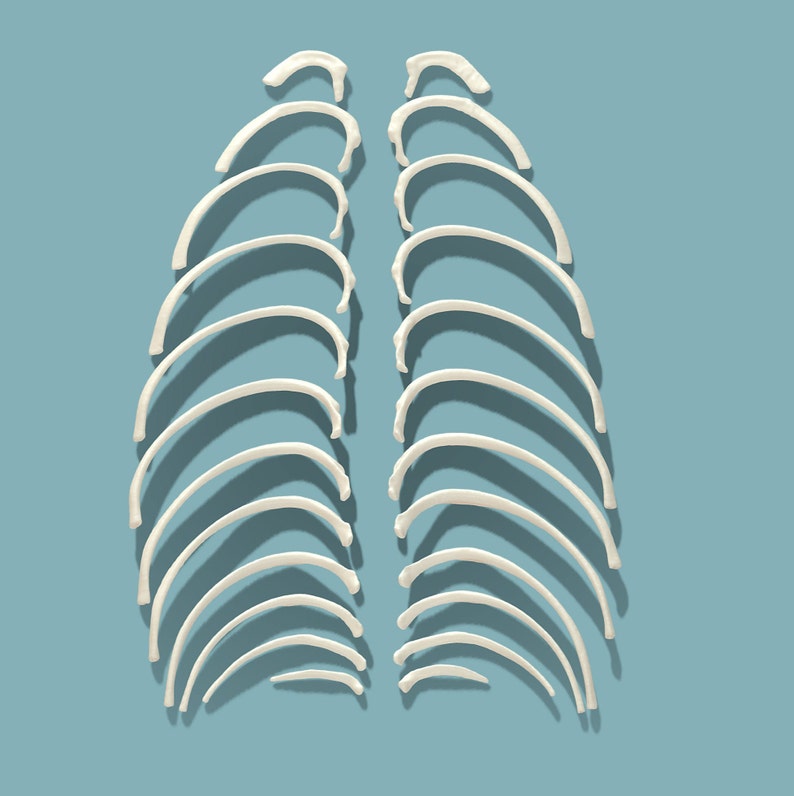 3D Printable Ribs Actual Size - Etsy