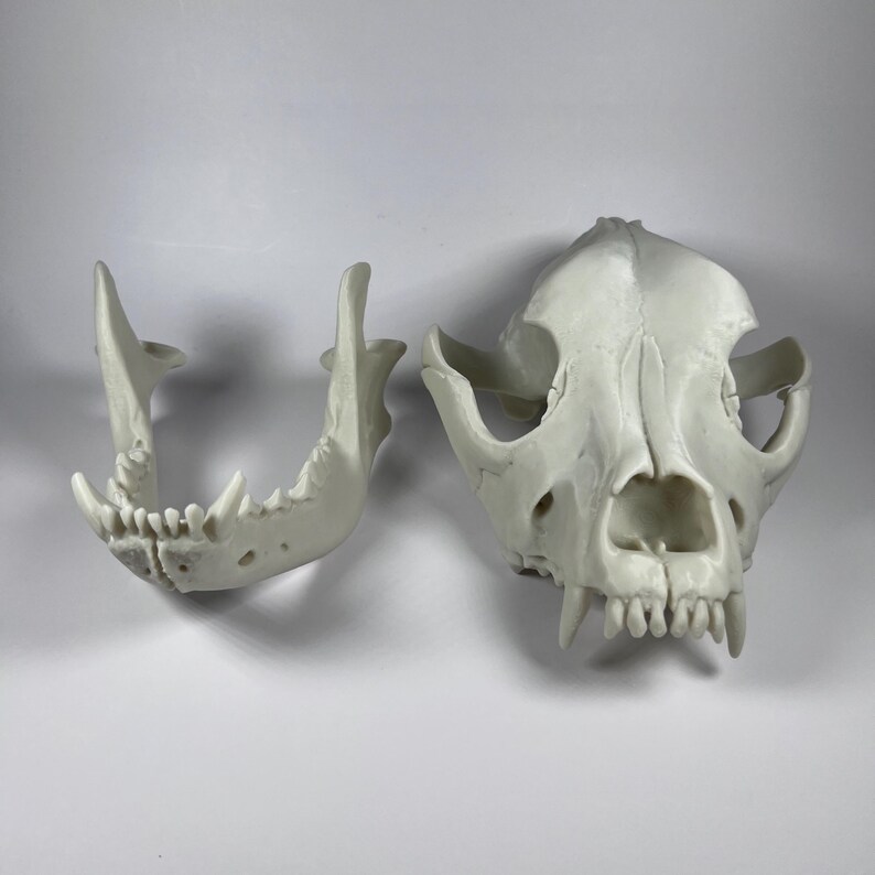 American Bulldog Skull, Life Size Anatomical Veterinary Model 3D Print ...
