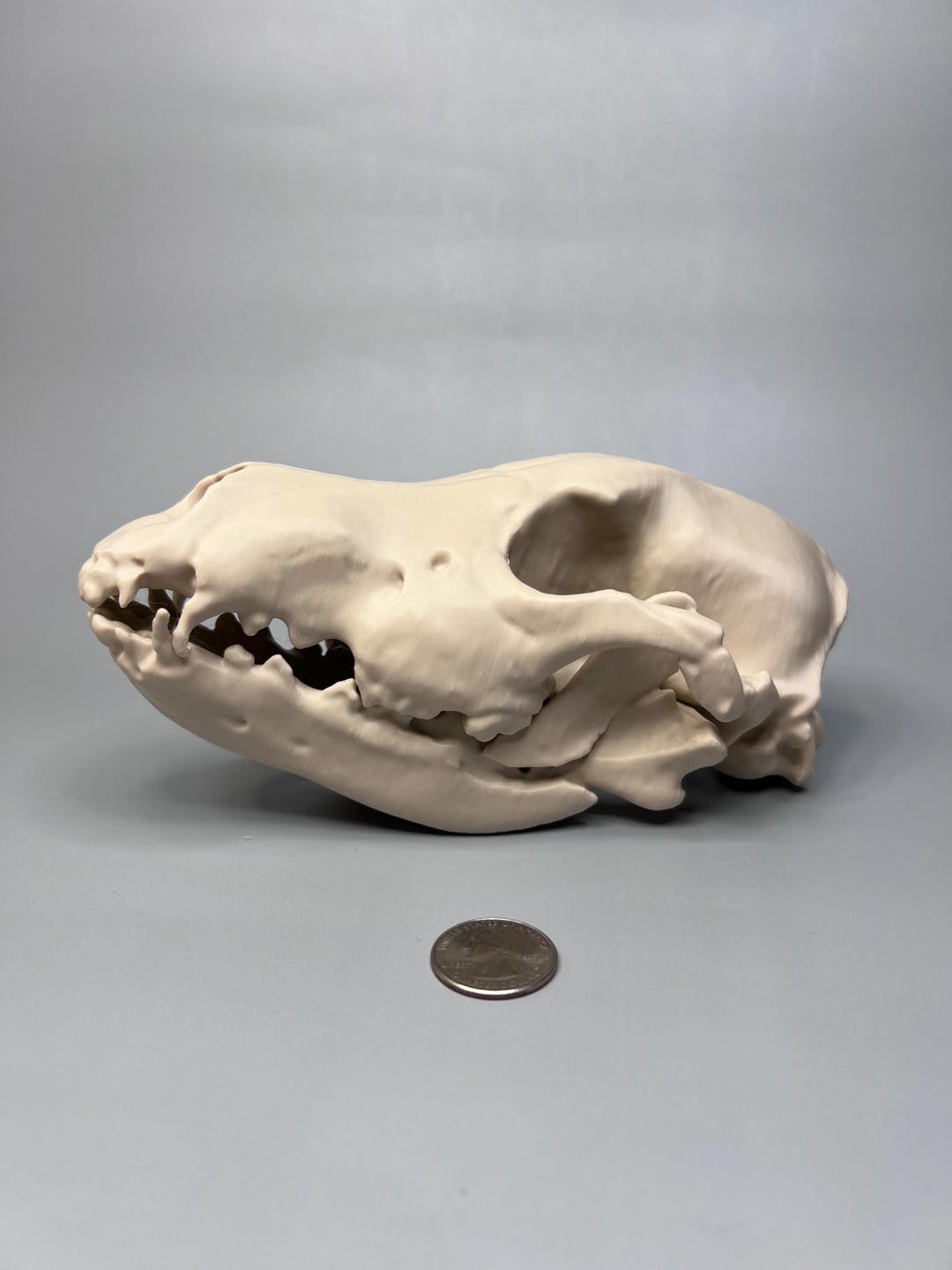 Dog Skull With Fractures, Life Size Anatomical Model 3D Print - Etsy